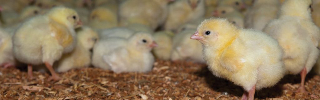 Current Cost of Saleable Chicks | Manitoba Chicken