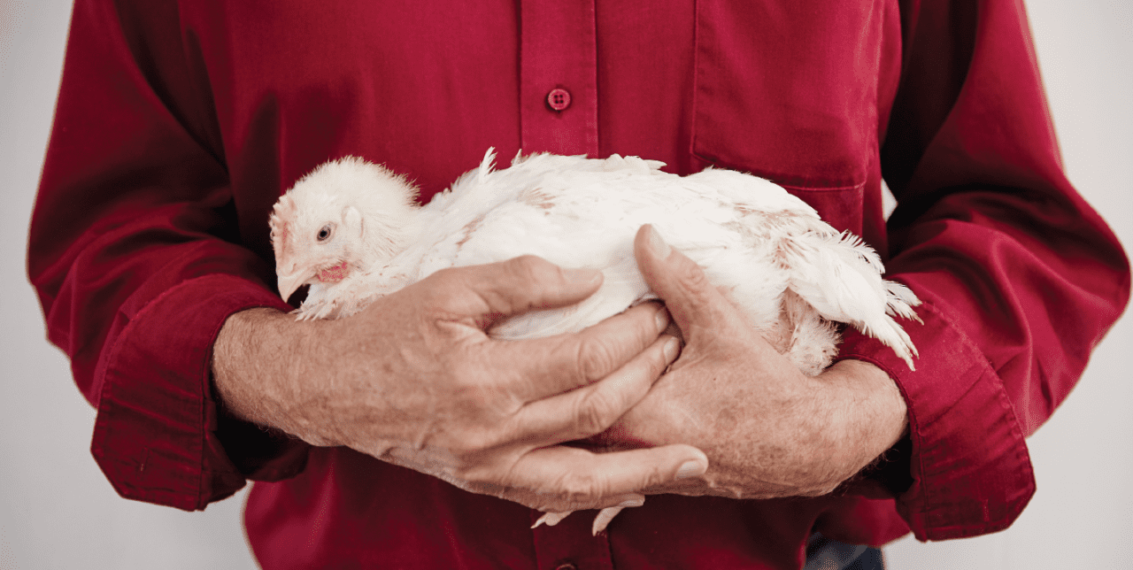 BROILER PRICE CHANGE MAY 3, 2024