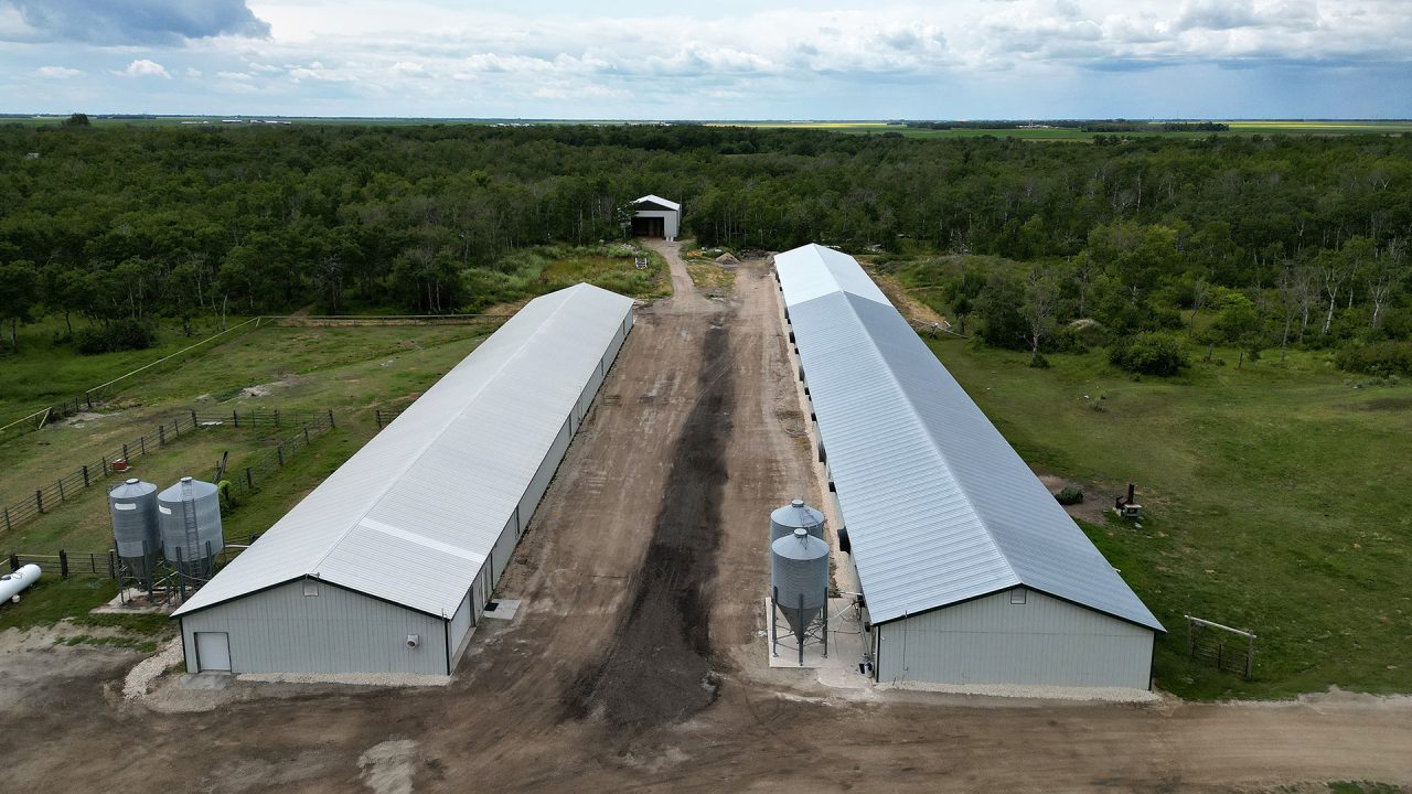 Manitoba Chicken